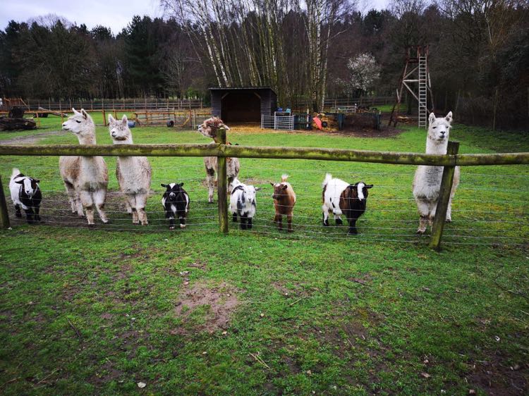 Elm Nursery Farm Set to Close as Owners Retire – Guildford.org.uk